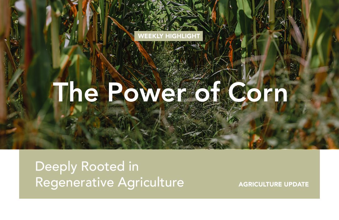 The Power of Corn – Trilliumbrewing.com